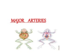 Major Arteries AS.pptx