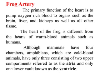 Major Arteries AS.pptx