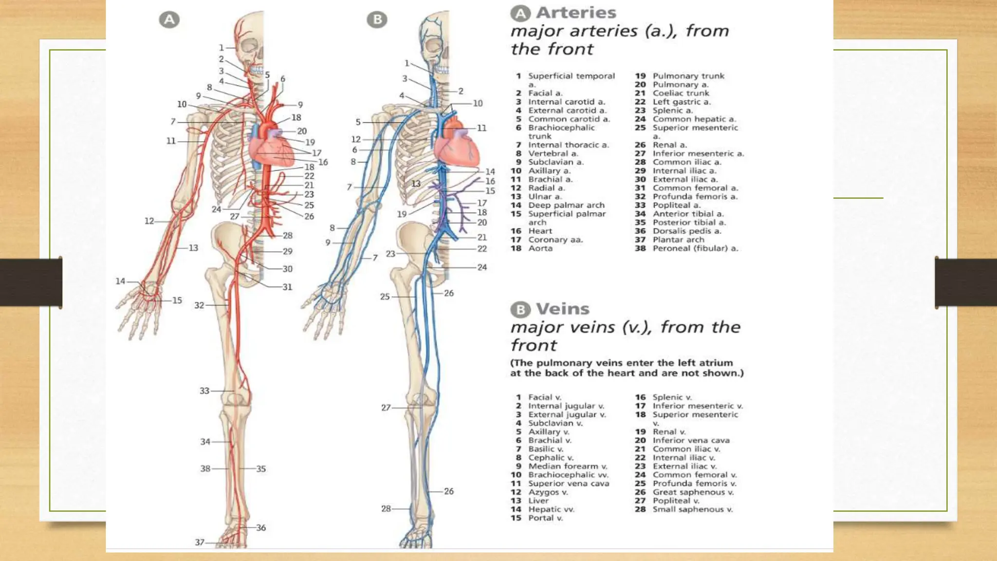 MAJOR ARTERIES & VEINS.pptx