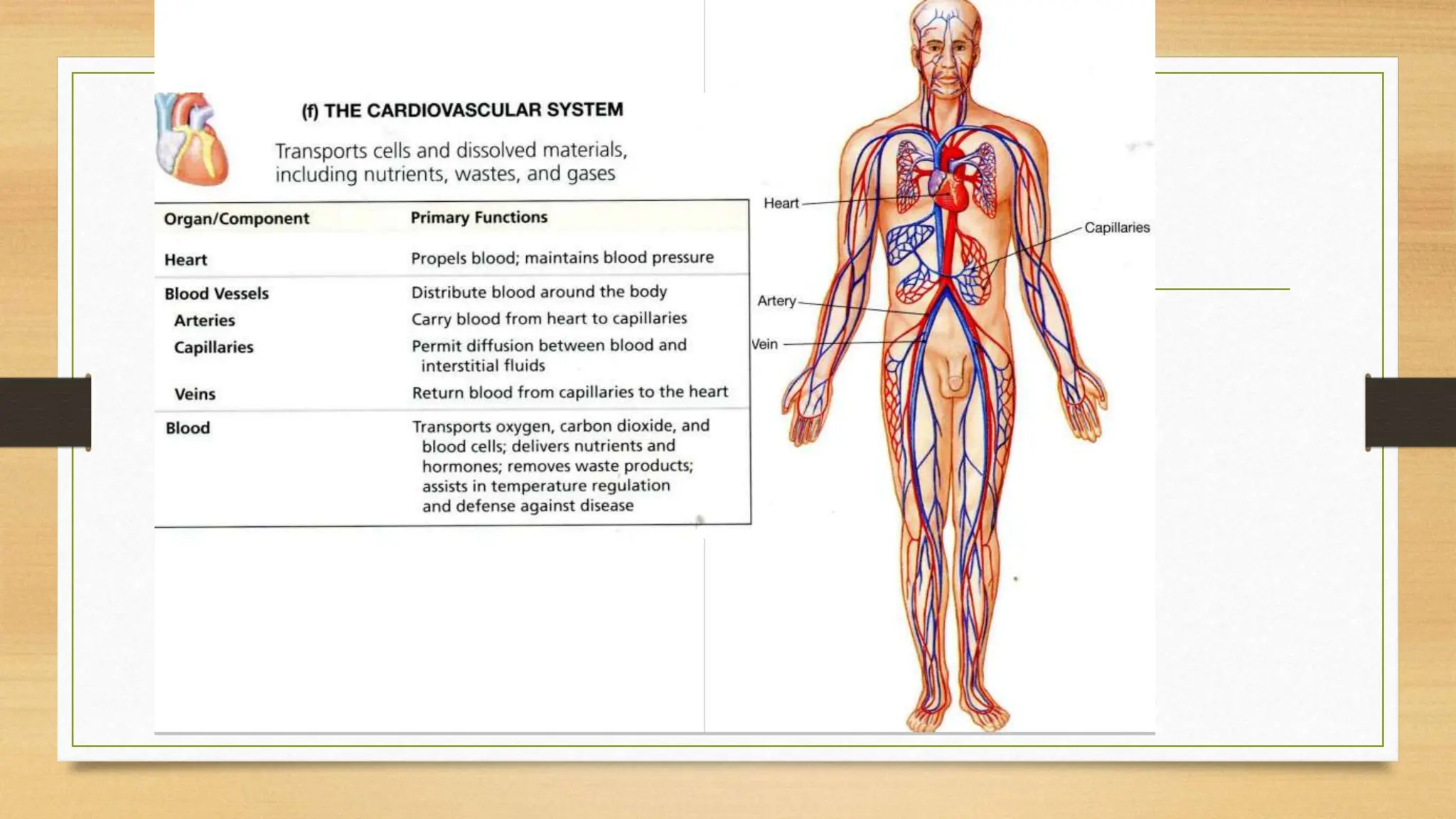 MAJOR ARTERIES & VEINS.pptx