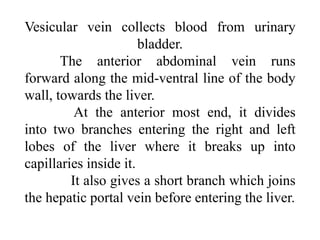Major Arteries VS.pptx