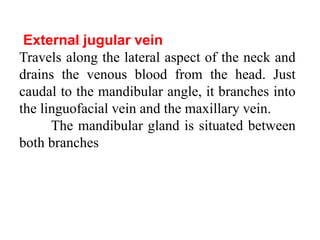 Major Arteries VS.pptx