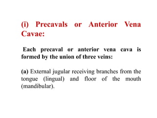 Major Arteries VS.pptx