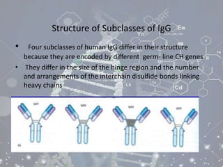 Immunoglobulin classification | PPTX
