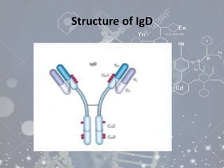 Immunoglobulin classification | PPTX | Infectious Diseases | Diseases ...