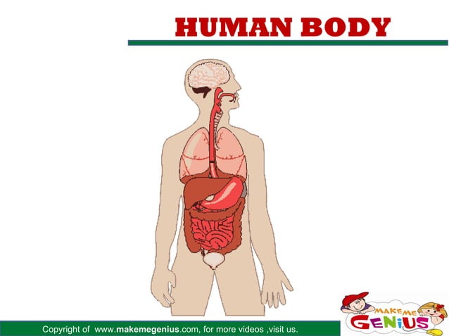 Major Body Organs.pdf