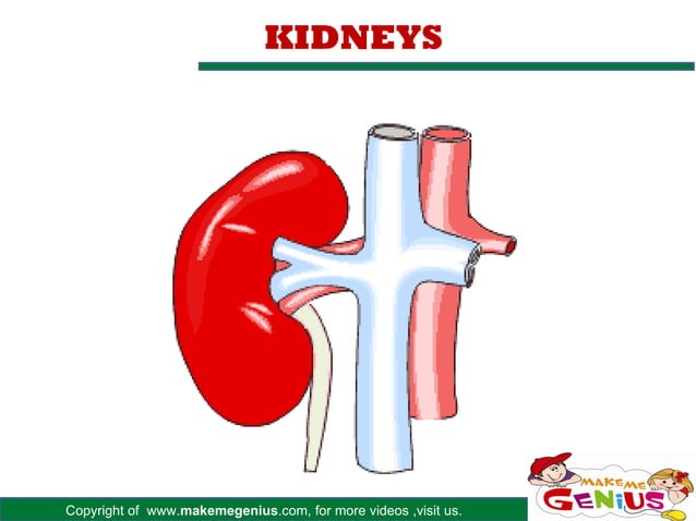Major Body Organs.pdf