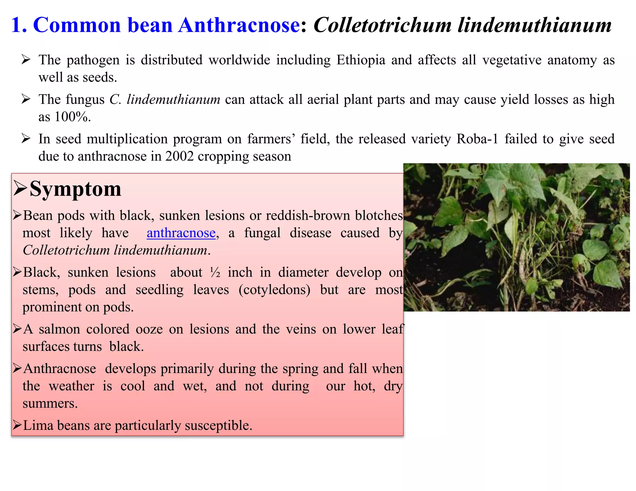 Major Common beandisease.pdf.pptx
