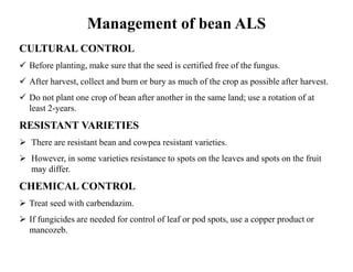 Major Common beandisease.pdf.pptx