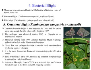 Major Common beandisease.pdf.pptx