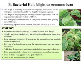 Major Common beandisease.pdf.pptx