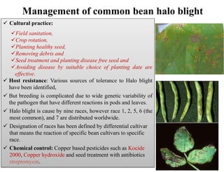 Major Common beandisease.pdf.pptx