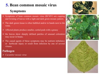 Major Common beandisease.pdf.pptx