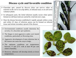 Major Common beandisease.pdf.pptx