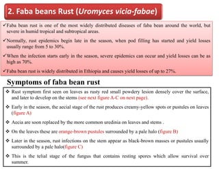 Major Common beandisease.pdf.pptx