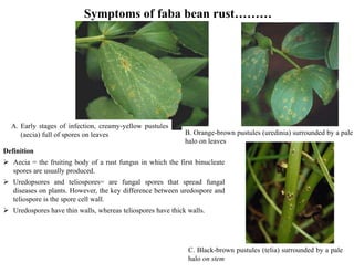 Major Common beandisease.pdf.pptx