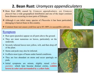 Major Common beandisease.pdf.pptx