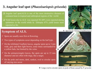 Major Common beandisease.pdf.pptx