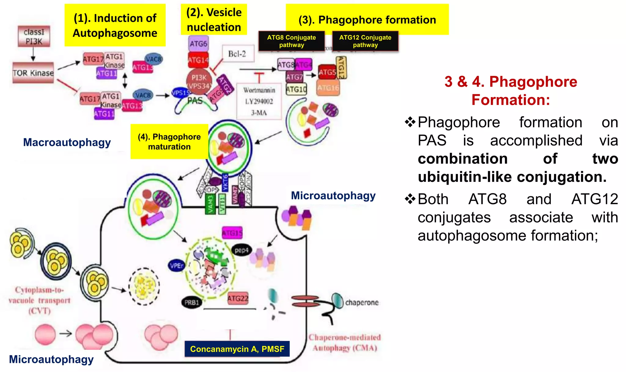 Molecular mechanisms of Autophagy and its Role in Plant Immunity ...