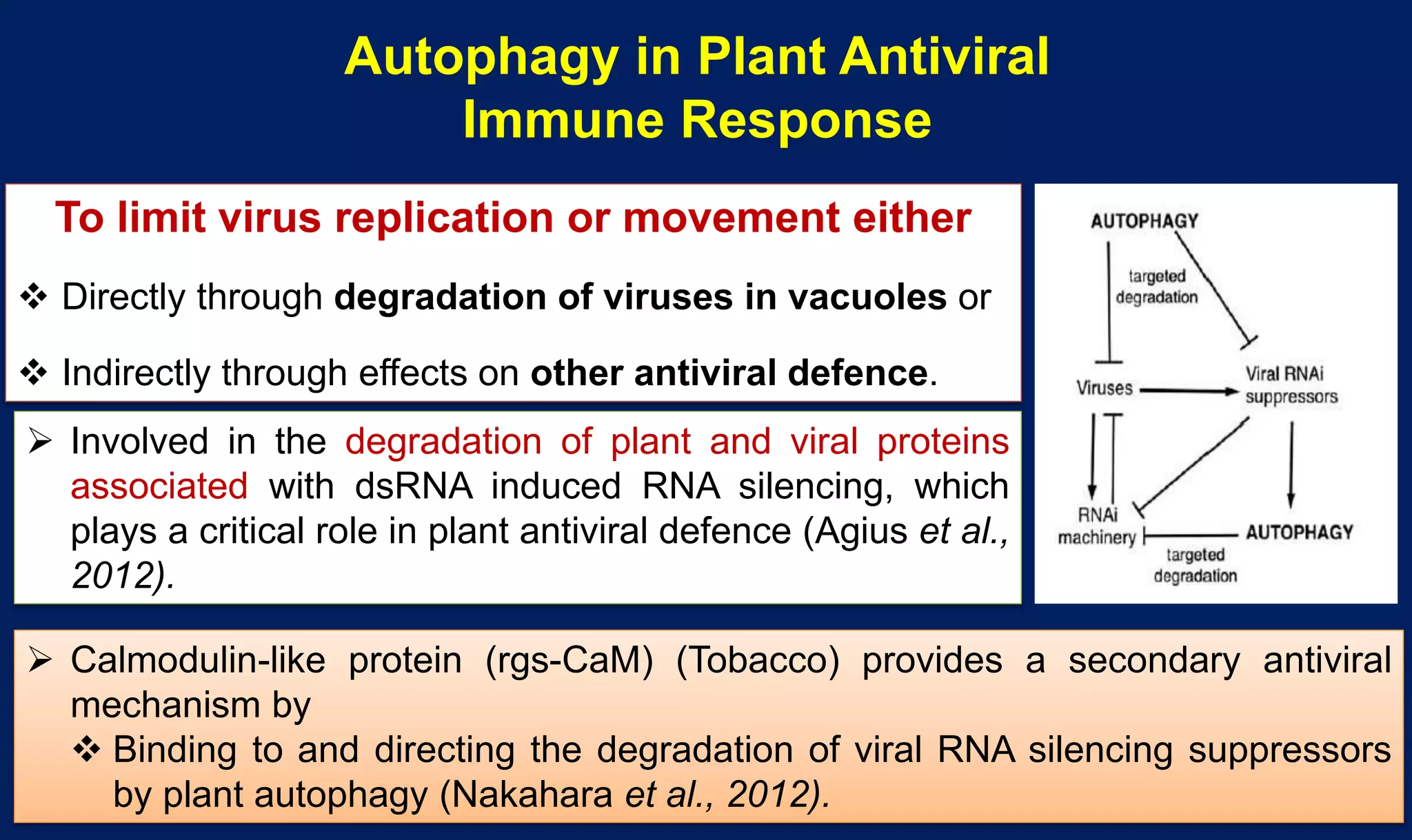 Molecular mechanisms of Autophagy and its Role in Plant Immunity ...