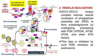Molecular mechanisms of Autophagy and its Role in Plant Immunity ...