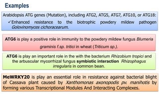 Molecular mechanisms of Autophagy and its Role in Plant Immunity ...
