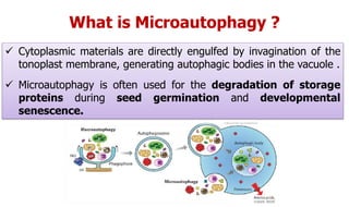 Molecular mechanisms of Autophagy and its Role in Plant Immunity ...