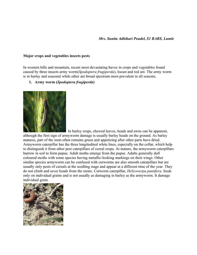 Major crop and vegetable insects pests (2) | PDF | Agriculture | Industries