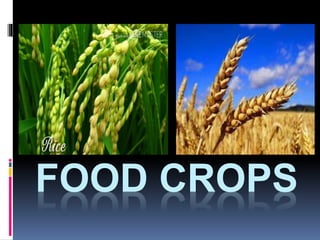 Major crops and agriculture g8 cbse | PPTX