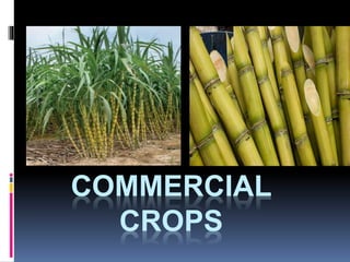 Major crops and agriculture g8 cbse | PPTX