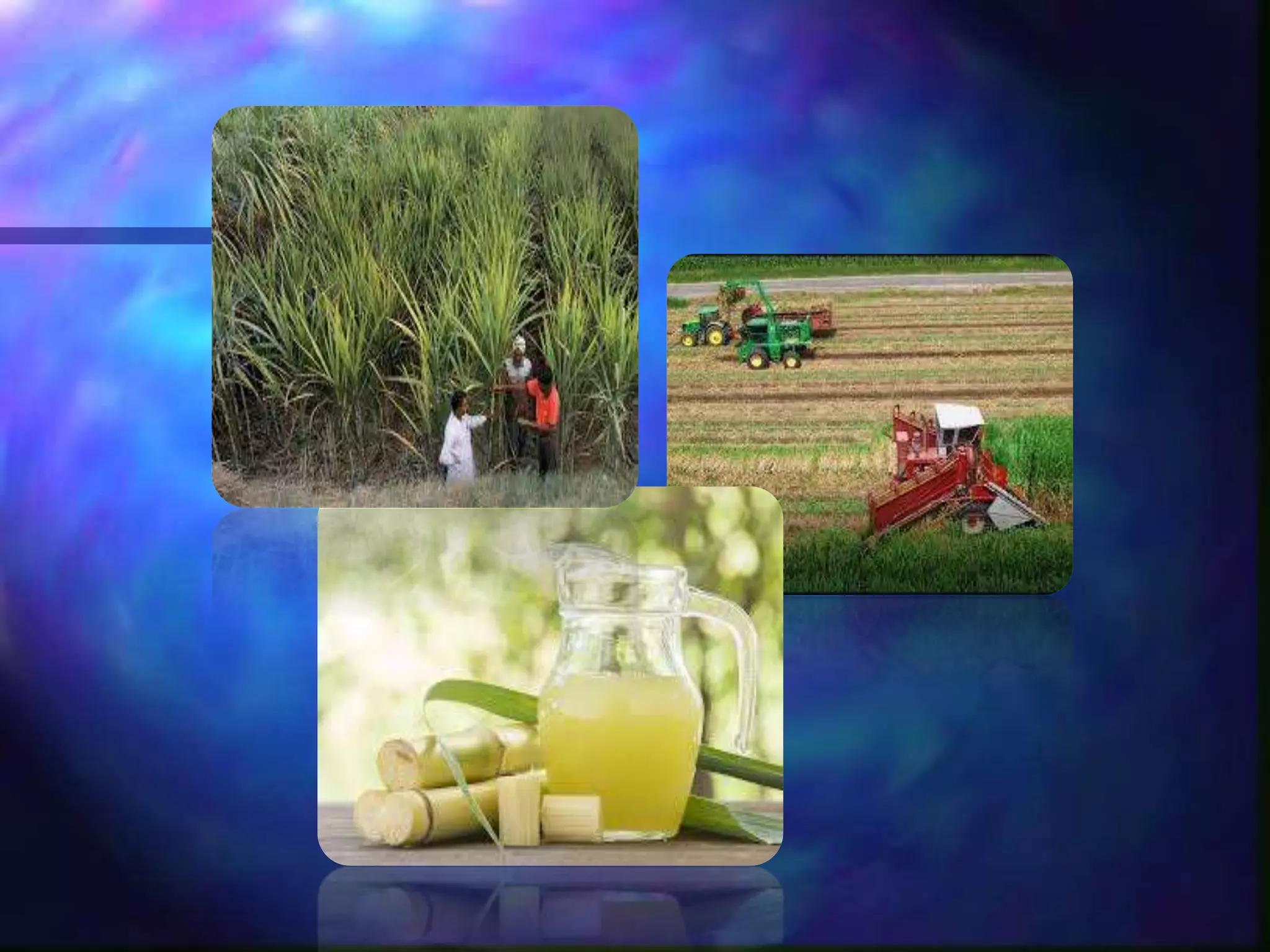 Major Crops grown in India and USA and Development of Agriculture | PPTX