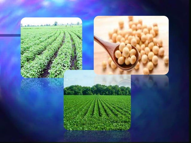 Major Crops grown in India and USA and Development of Agriculture | PPT