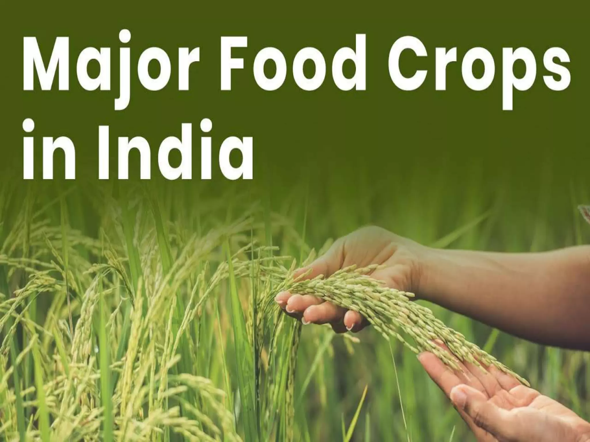 Major crops in India -Food processing.pptx