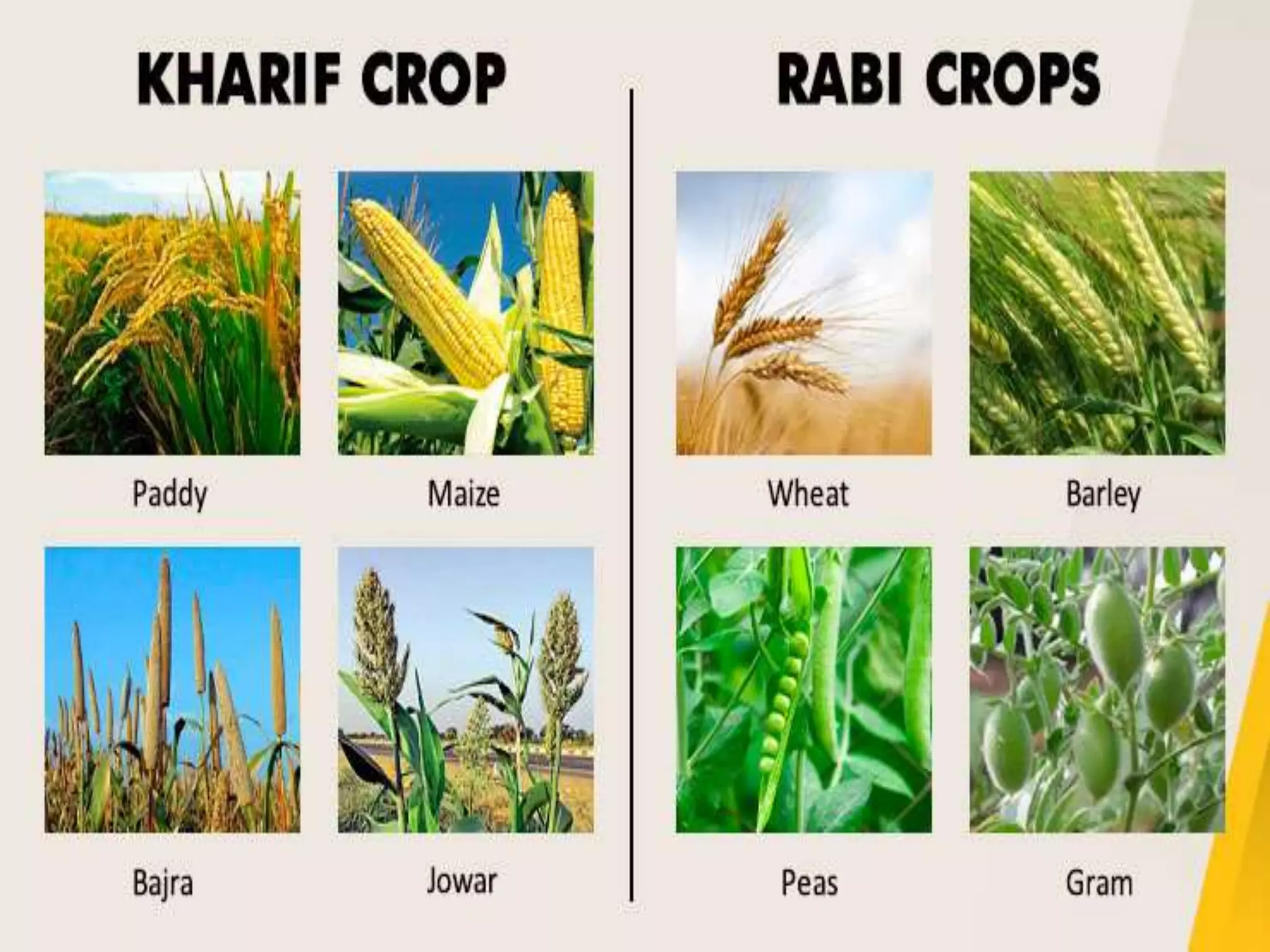 Major crops in India -Food processing.pptx