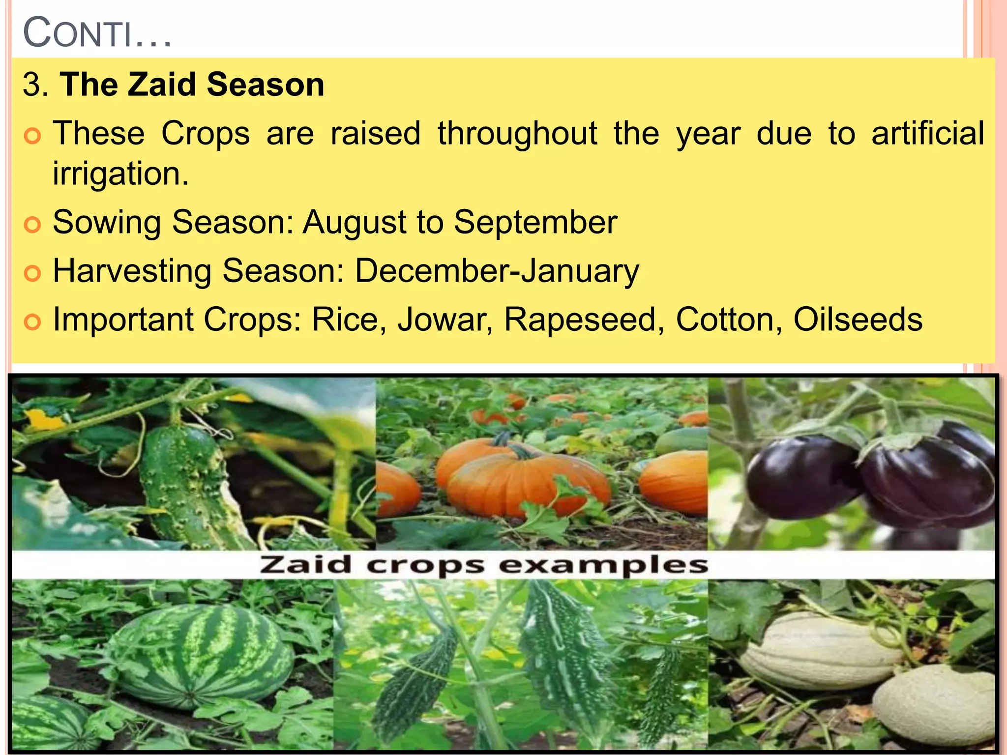 Major crops in India -Food processing.pptx