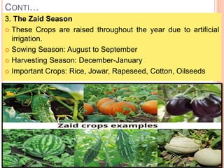 Major crops in India -Food processing.pptx
