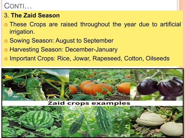 Major crops in India -Food processing.pptx