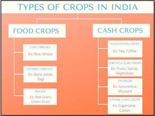 Major crops in India -Food processing.pptx