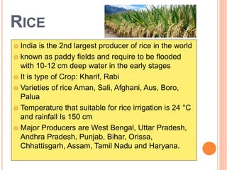 Major crops in India -Food processing.pptx