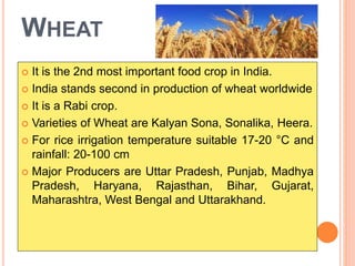 Major crops in India -Food processing.pptx