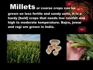 Major crops of india powerpoint presentation | PPT