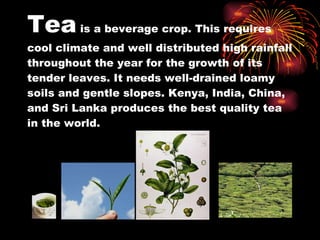 Major crops of india powerpoint presentation | PPT