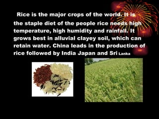 Major crops of india powerpoint presentation | PPT