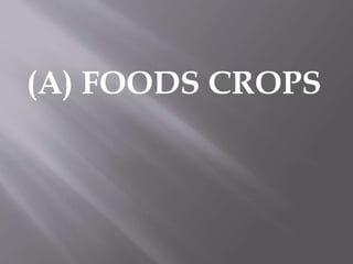 Major crops of pakistan A Presentation By Mr Allah Dad Khan Visiting ...