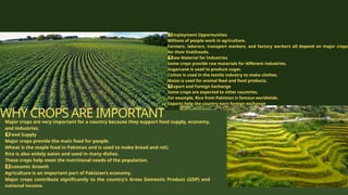 major crops of pakistan by umme salma.pptx