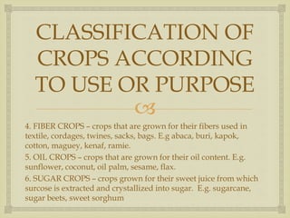 MAJOR CROPS OF THE PHILIPPINES AND THEIR GEOGRAPHIC.pptx