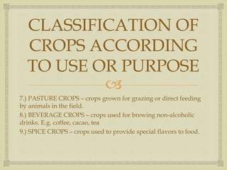 MAJOR CROPS OF THE PHILIPPINES AND THEIR GEOGRAPHIC.pptx