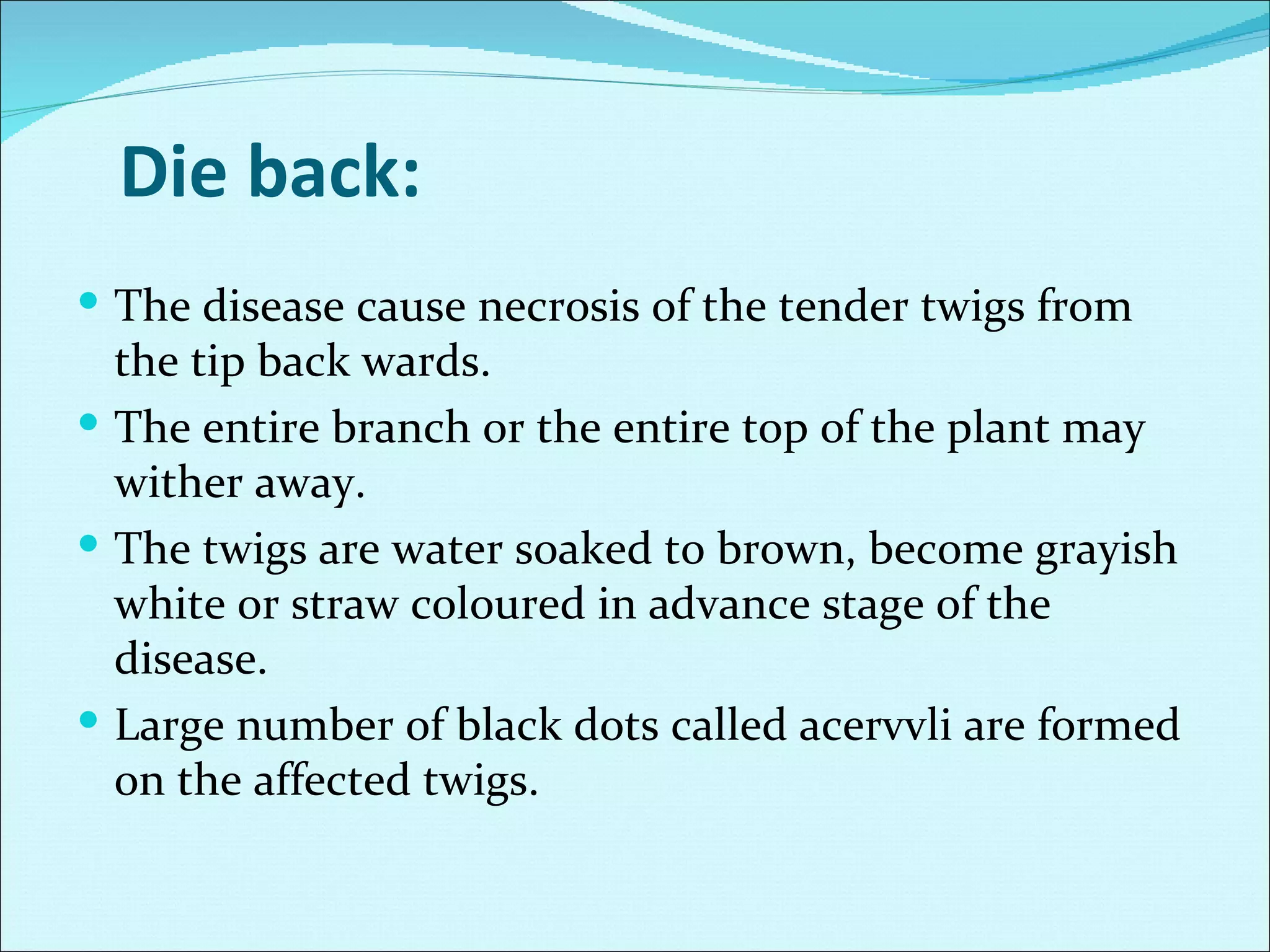 Major diseases of chilli | PPT