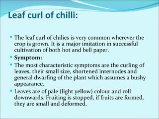 Major diseases of chilli | PPT