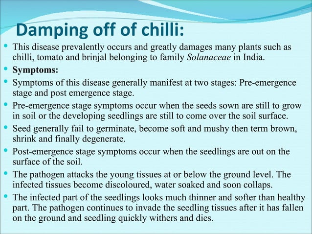 Major diseases of chilli | PPT